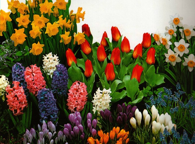 Fall BUlbs - Georama Growers Plants of the Week | Georama Growers