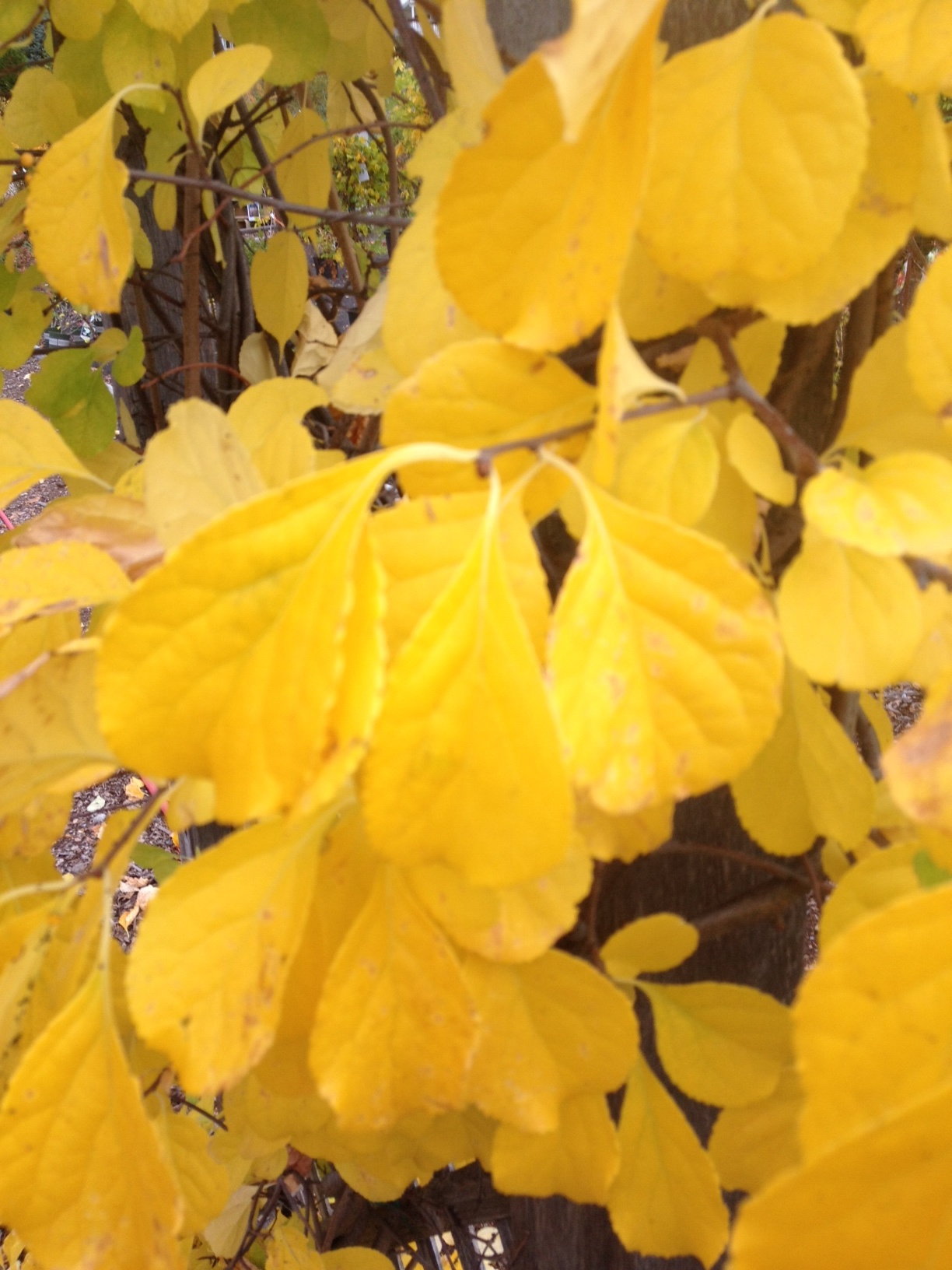 Bittersweet Leaf | Georama Growers