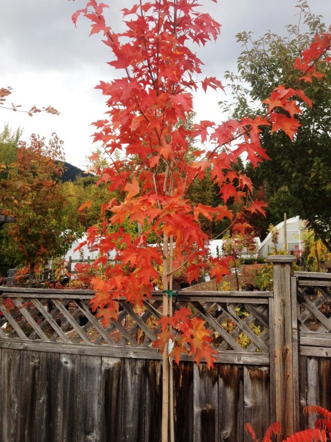 Fall Fiesta Maple | Georama Growers