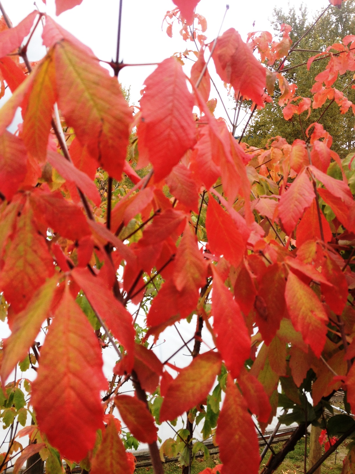 Gingerbread Maple Leaf | Georama Growers
