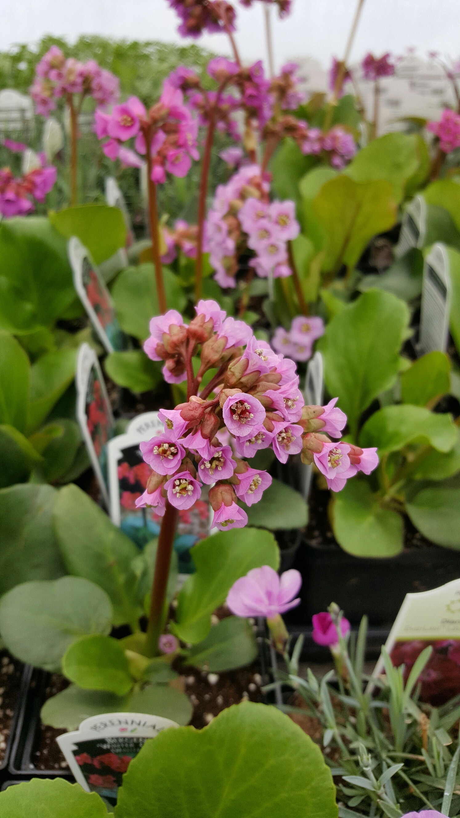 Don't just Stand There - Plant Something | Georama Growers